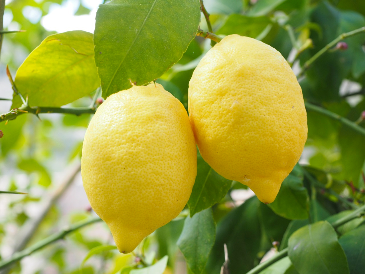 Lamas - lemon export